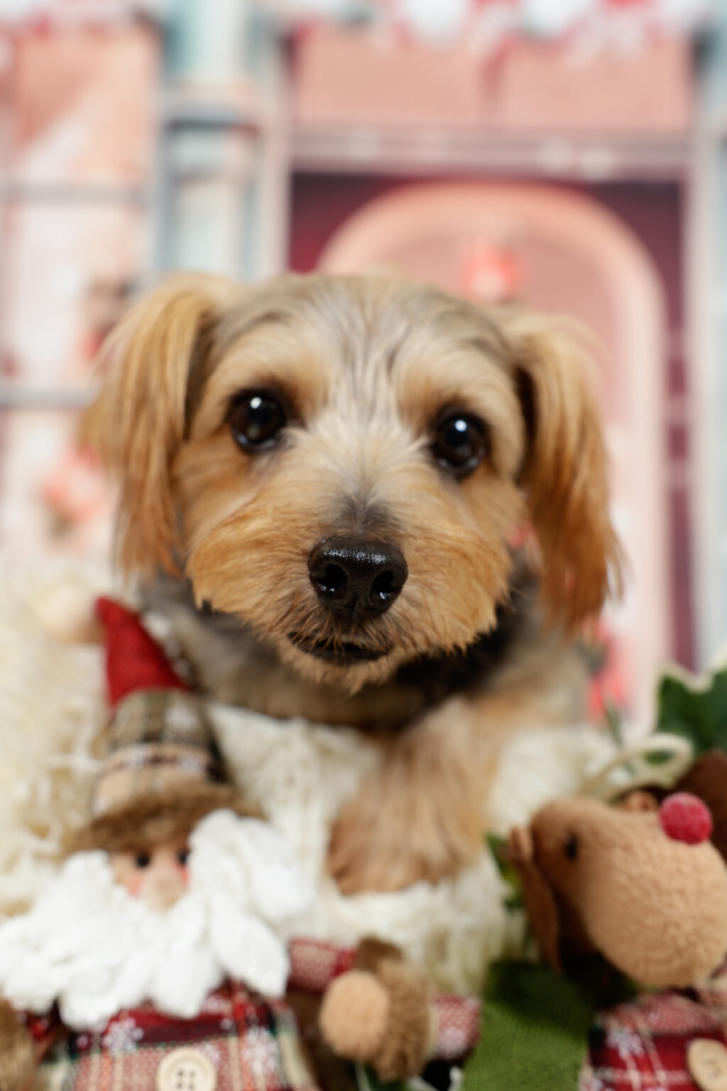 【スタッフブログ】キャロル🐶モデルへの道！～ベストショット♡載せちゃいます～ – スポーツクラブアクトス – AXTOS